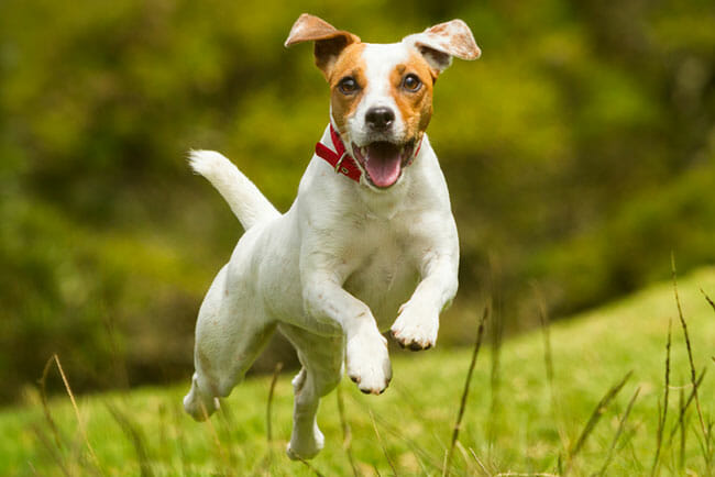 Best Dog Trackers Of 2022 - Pet Tracker Reviews